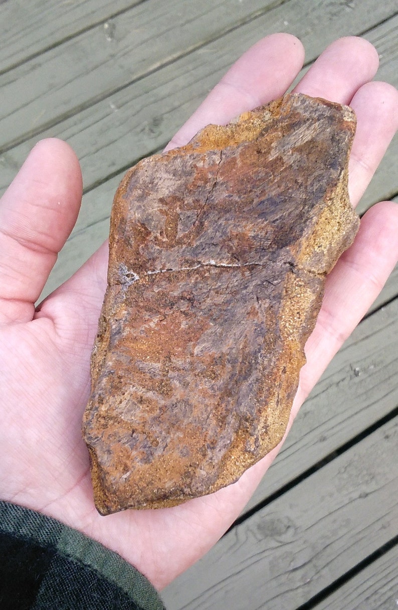 Triceratops Dinosaur Bone Frill Section 68 Million Years - Etsy