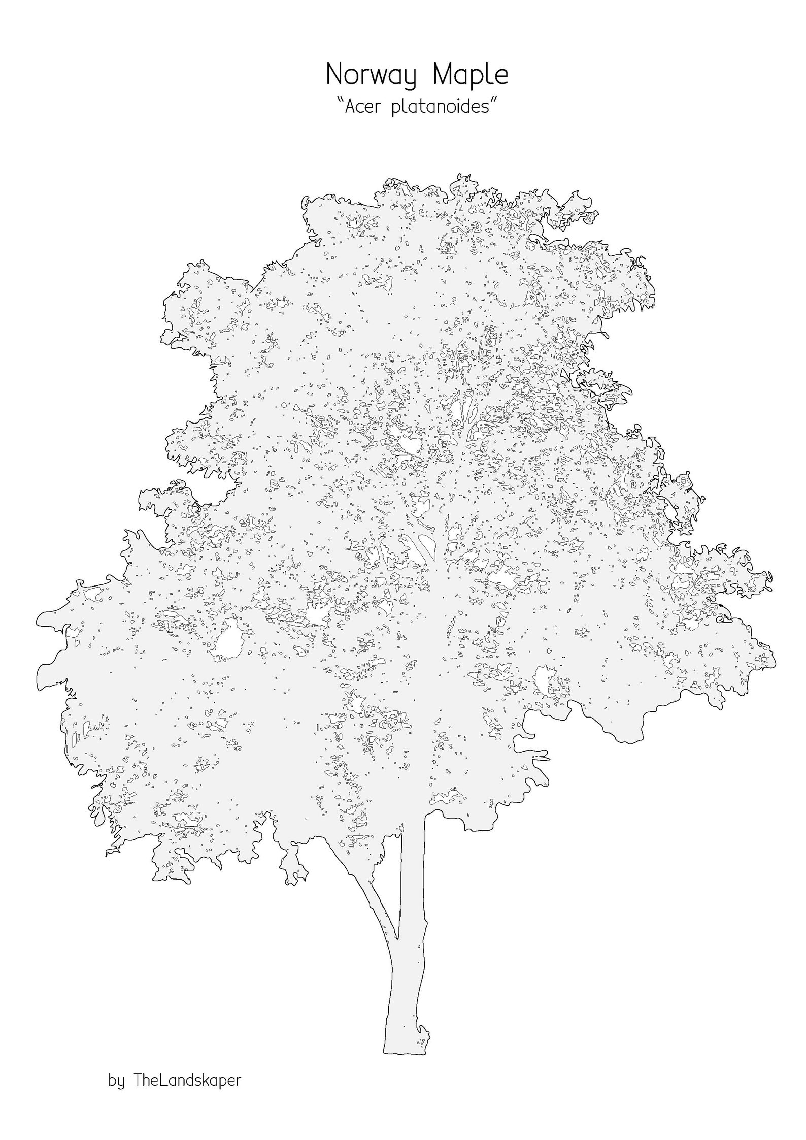 Landscape Architecture Set of 5 Vector Nordic Trees Illustrator - Etsy