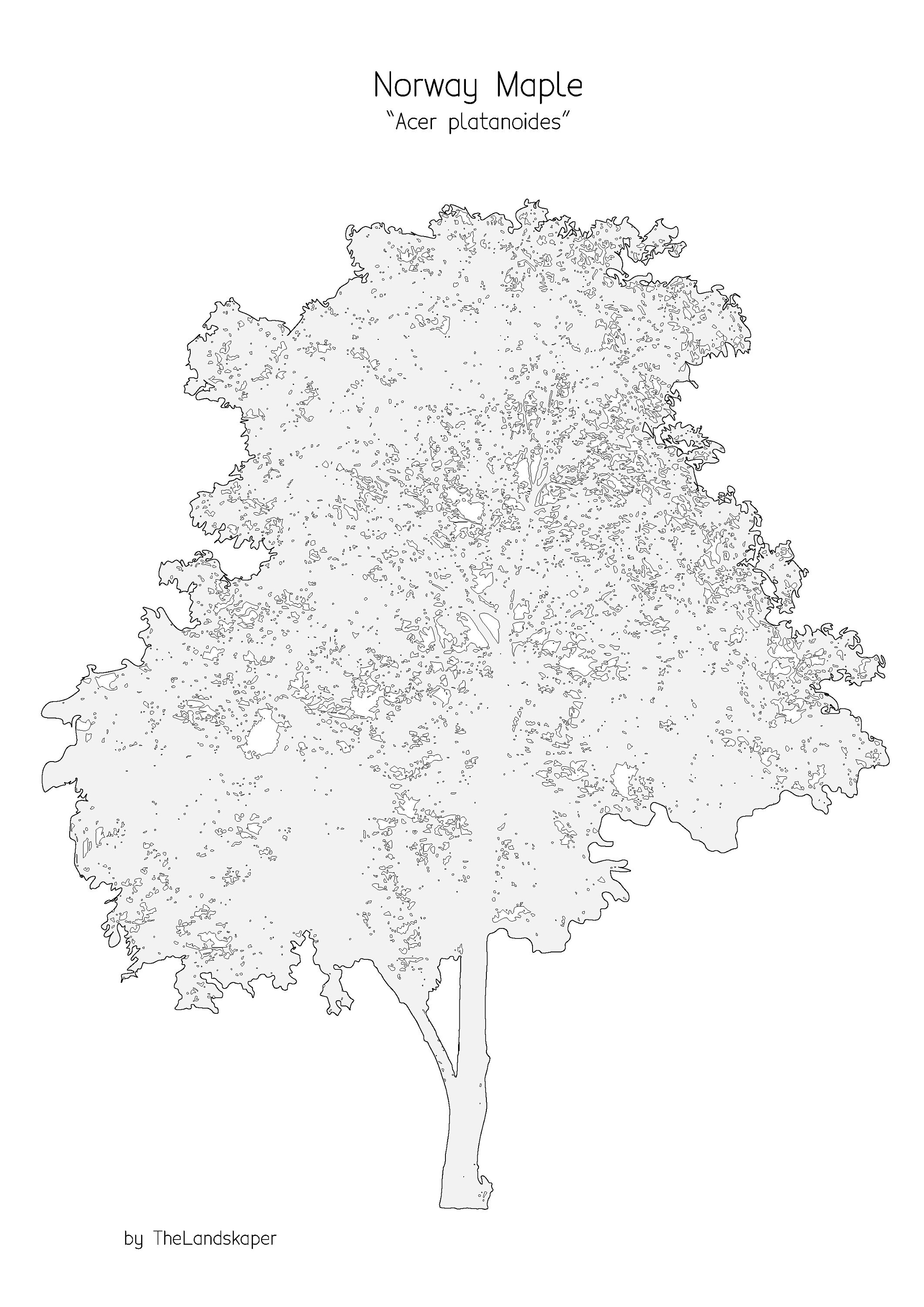 Landscape Architecture Set of 5 Vector Nordic Trees Illustrator - Etsy