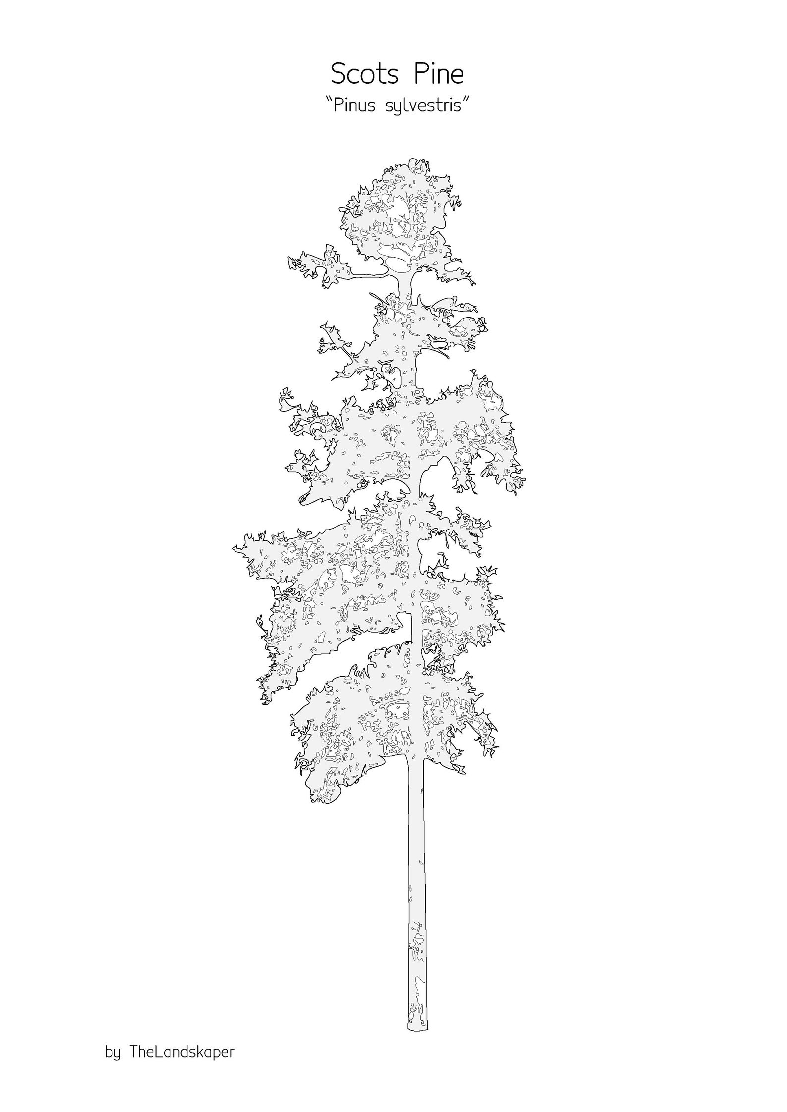 Landscape Architecture Set of 5 Vector Nordic Trees Illustrator - Etsy