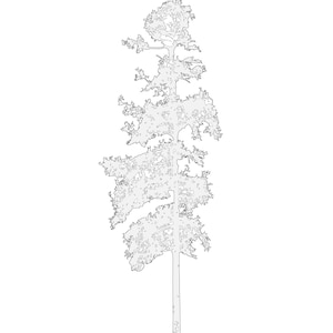 Landscape Architecture Set of 5 Vector Nordic Trees Illustrator - Etsy