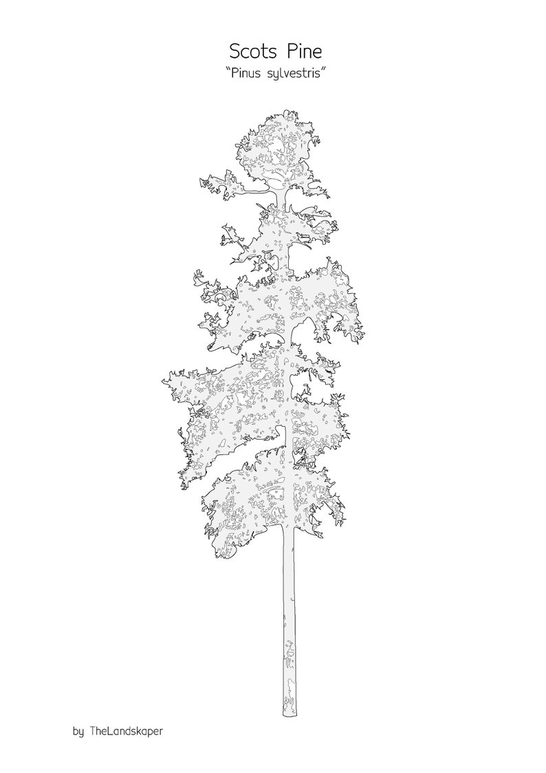 Landscape Architecture Set of 5 Vector Nordic Trees Illustrator - Etsy