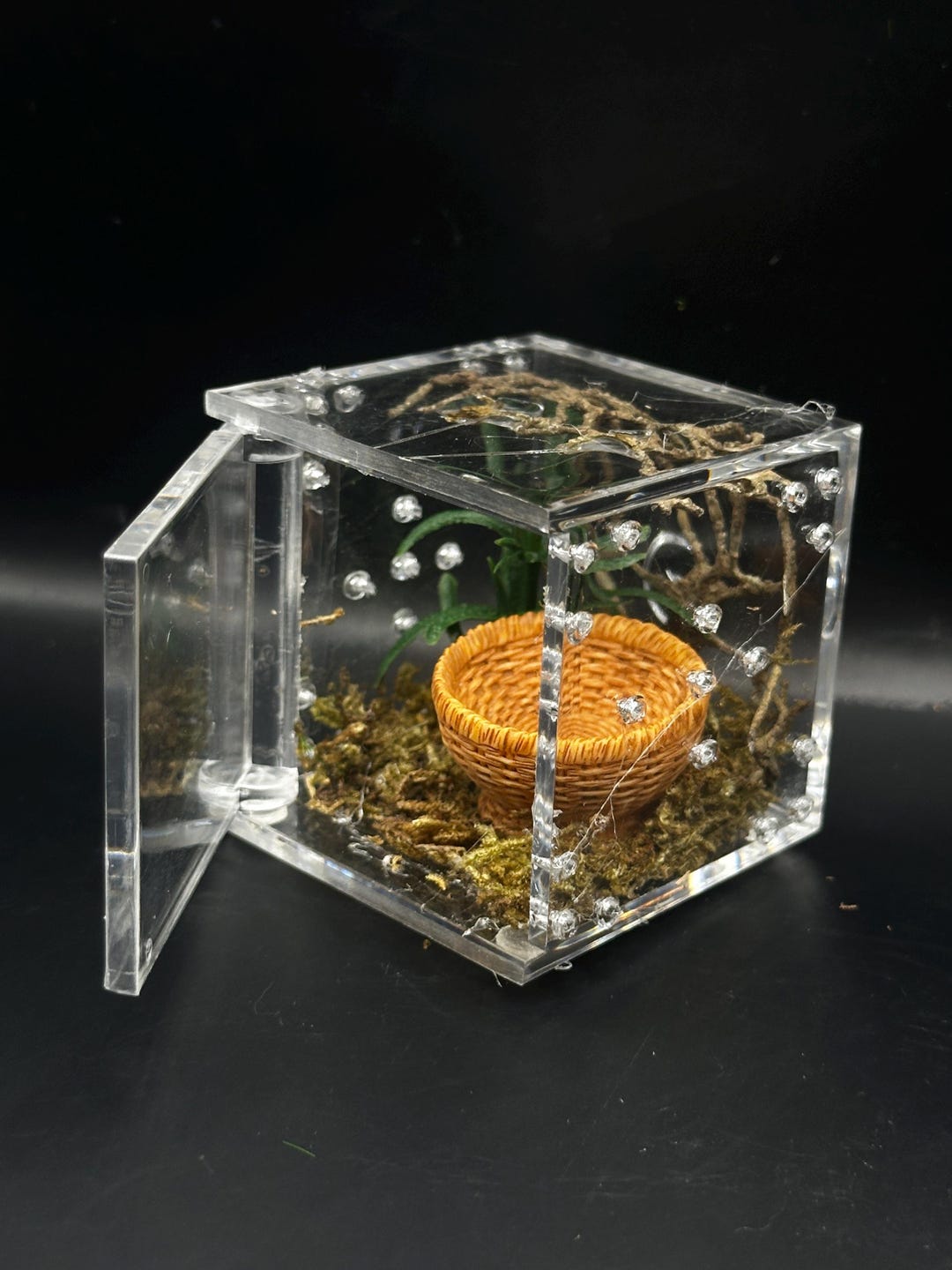 Jumping Spider Enclosure XS reccomended for I4-6 M - Etsy