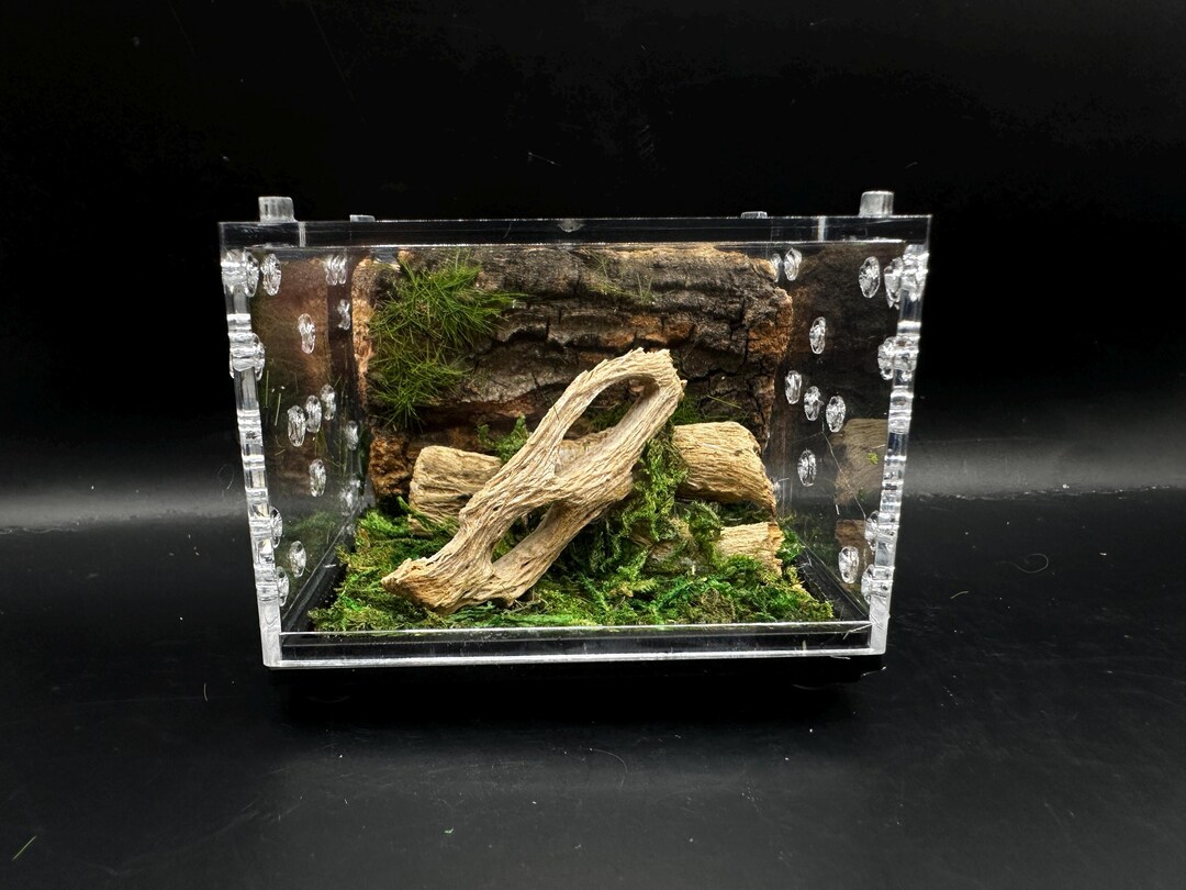 Jumping Spider Enclosure XS reccomended for I4-6 D - Etsy