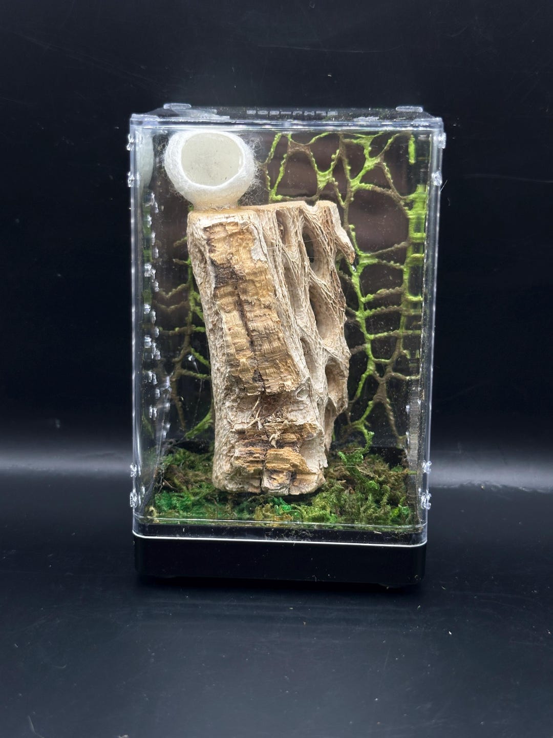 Jumping Spider Enclosure #15 (reccomended for I5-8!) - Etsy