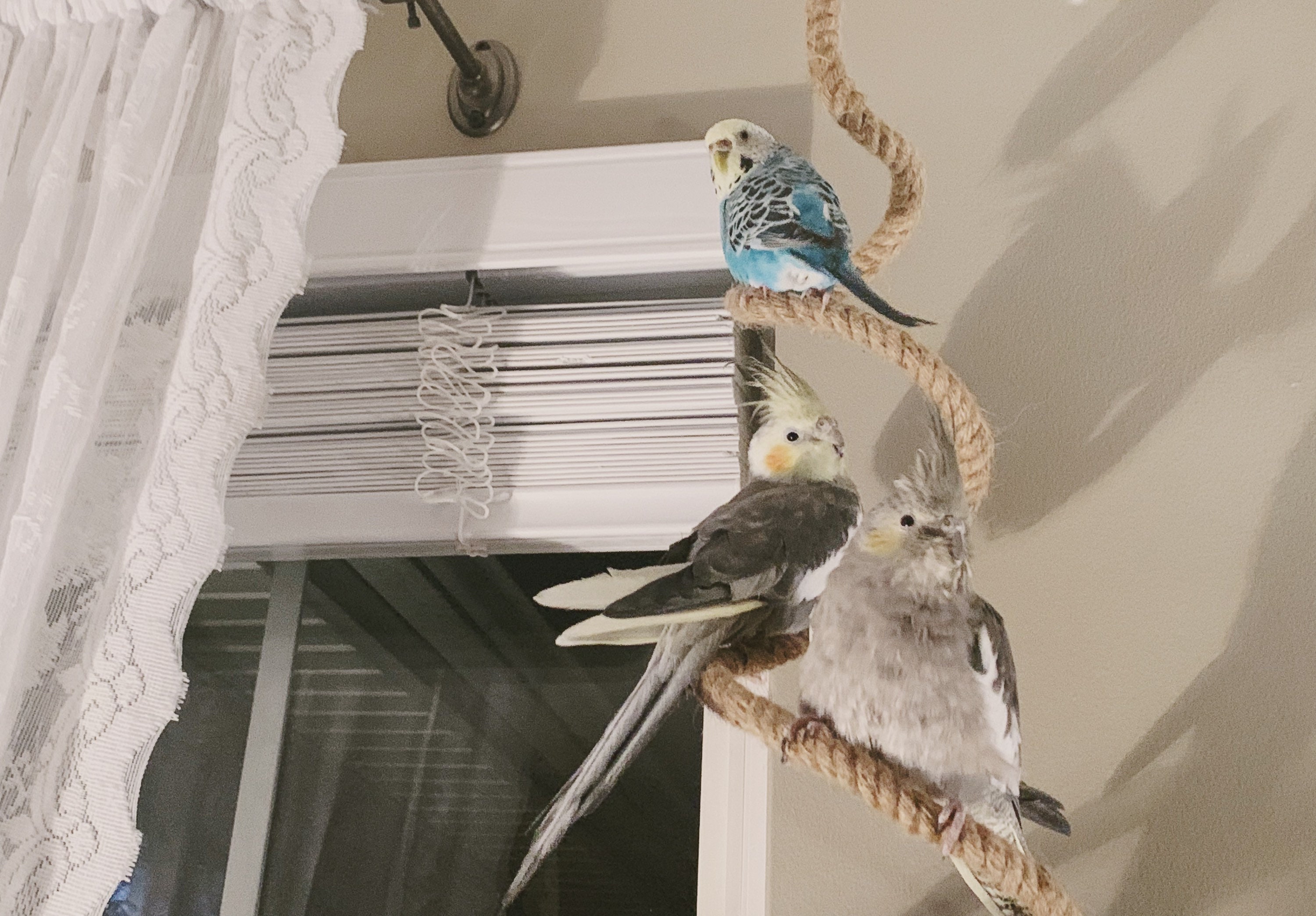 Natural Jute Rope Boing for Small Birds - Etsy