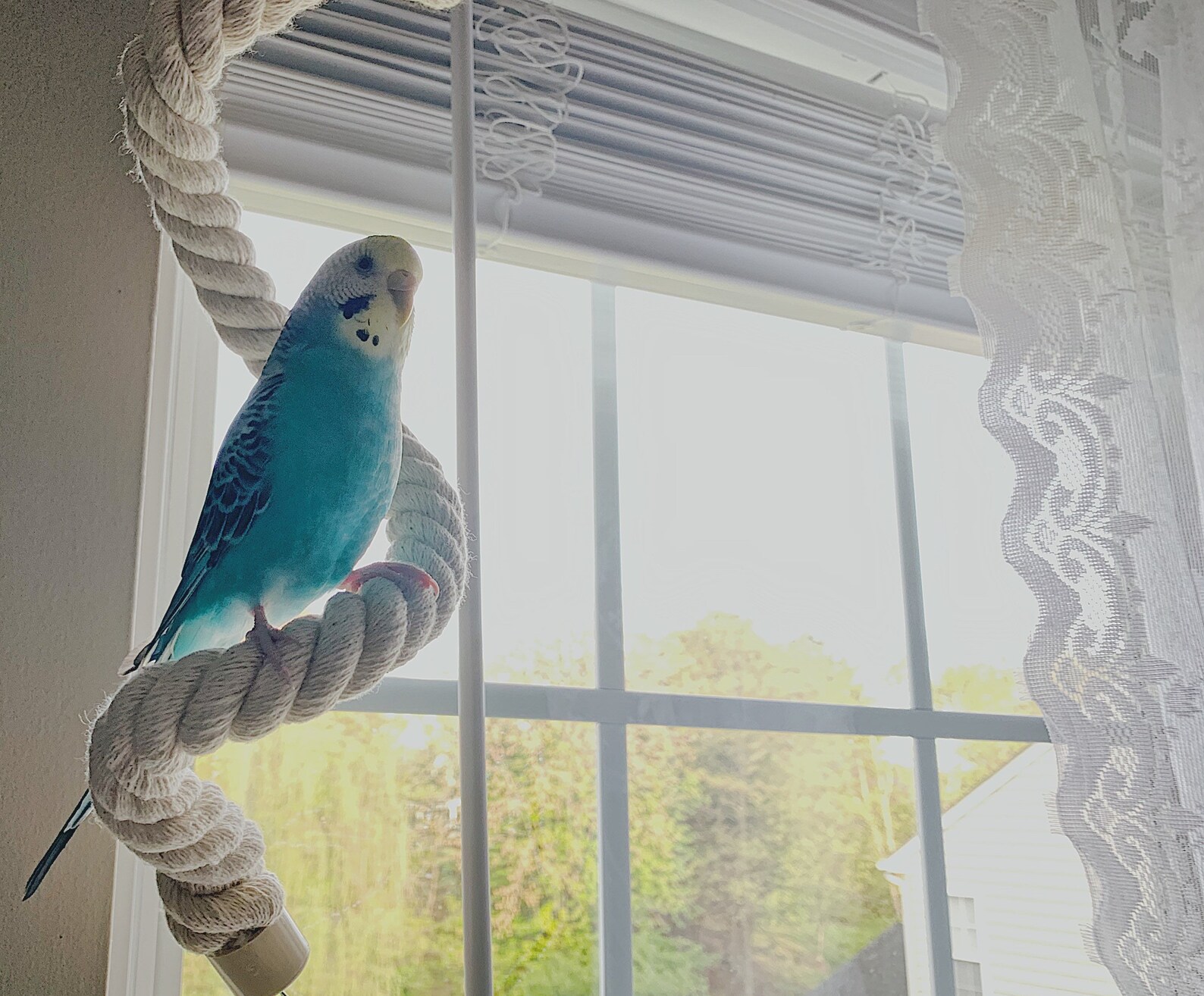 Pet Bird Boing/bendable Cotton Rope Perch for Small to Medium Size ...