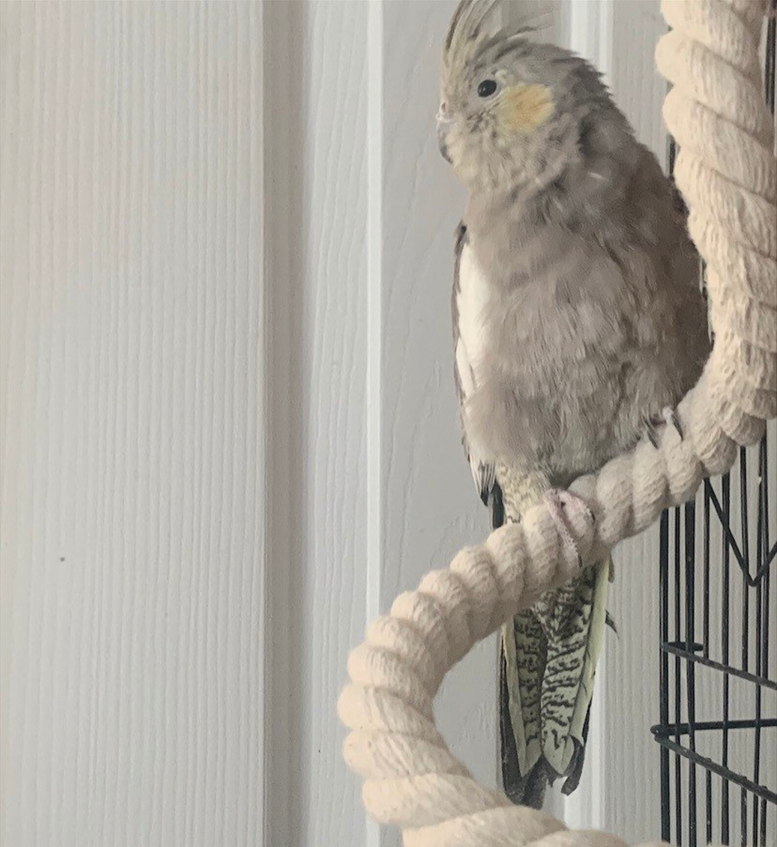 Pet Bird Boing/bendable Cotton Rope Perch for Small to Medium Size ...