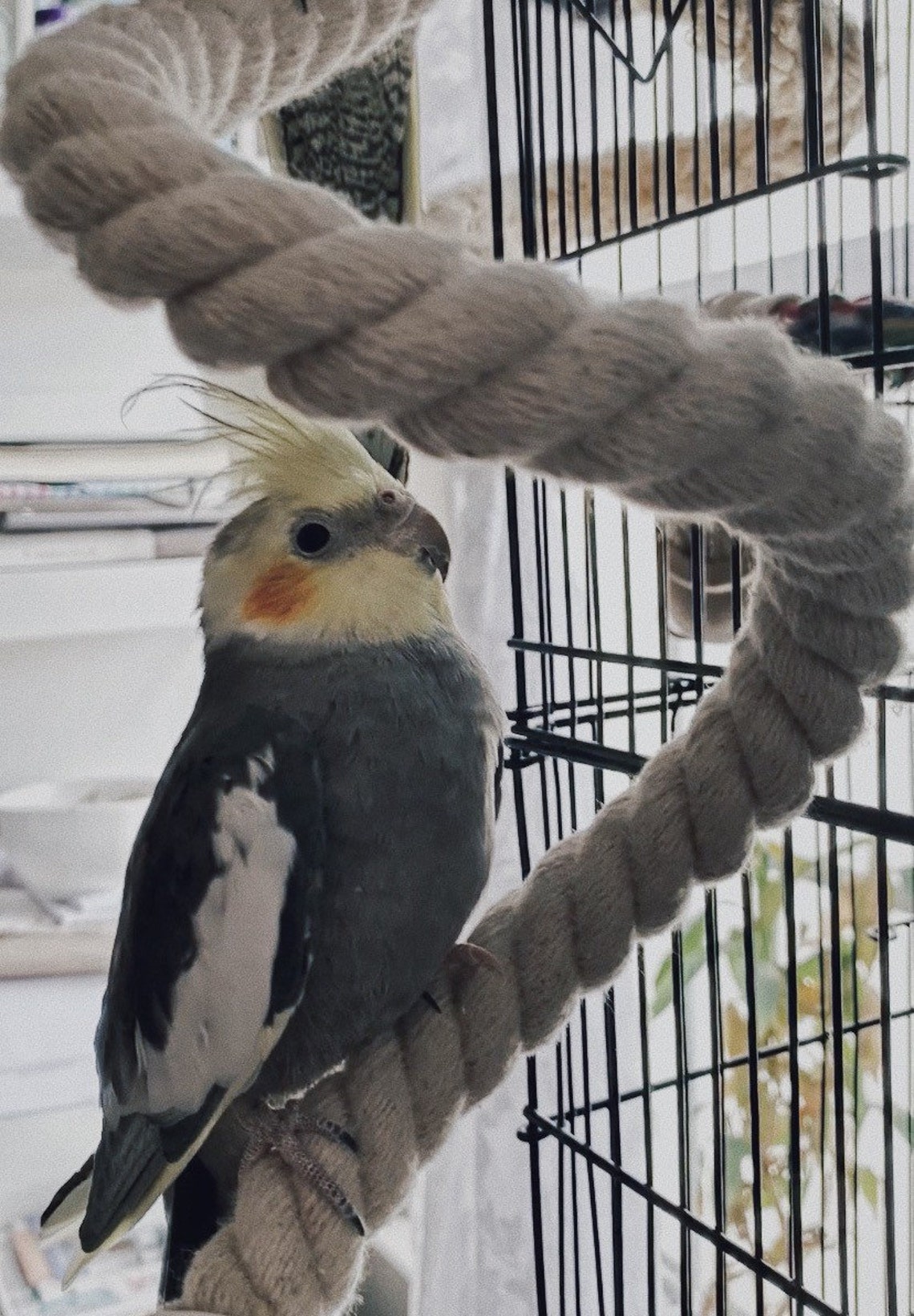 Pet Bird Boing/bendable Cotton Rope Perch for Small to Medium Size ...