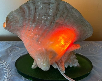 Conch Shell Lamp - Etsy