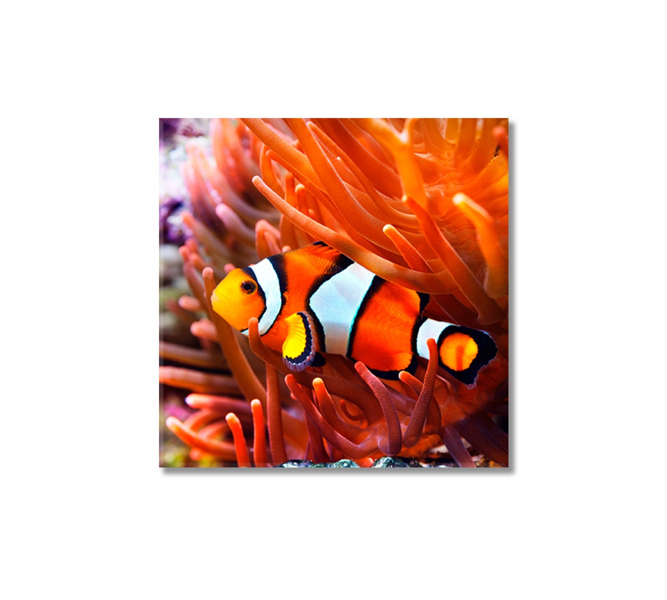 Clownfish Canvas Wall Art Design Tropical Fish Poster Print Decor Coral ...