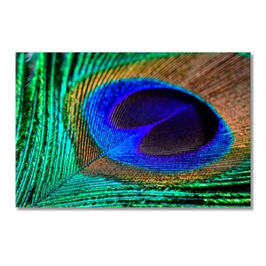 Peacock Feathers Canvas Print Peacock Feathers Wall Art for Room - Etsy ...