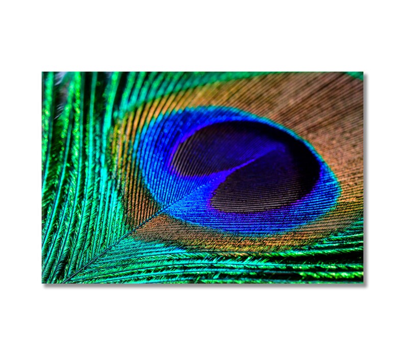 Peacock Feathers Canvas Print Peacock Feathers Wall Art for - Etsy Canada