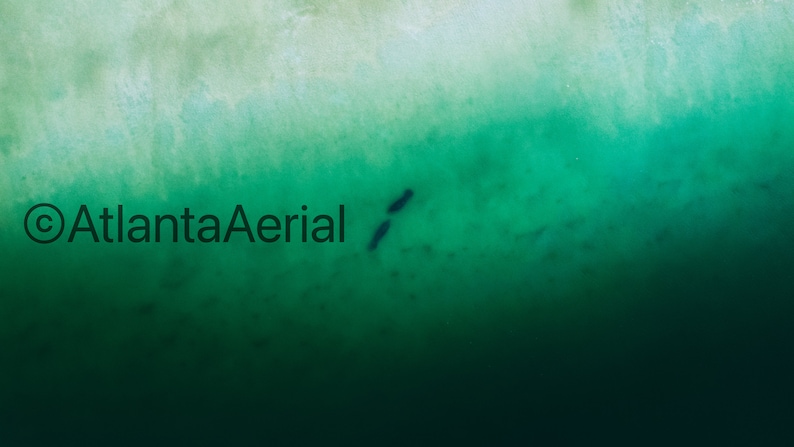 Aerial Photo of Manatees - Etsy