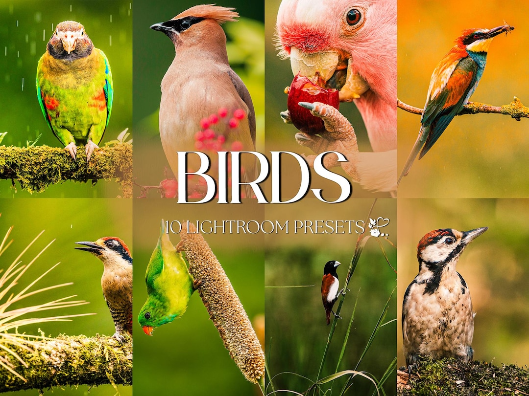 10 BIRDS Lightroom Presets – Mobile & Desktop – Wildlife Presets ...