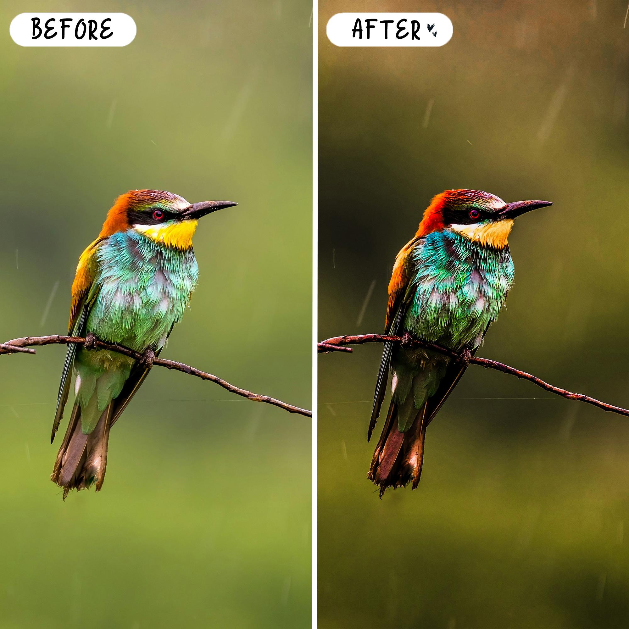 10 BIRDS Lightroom Presets – Mobile & Desktop – Wildlife Presets ...