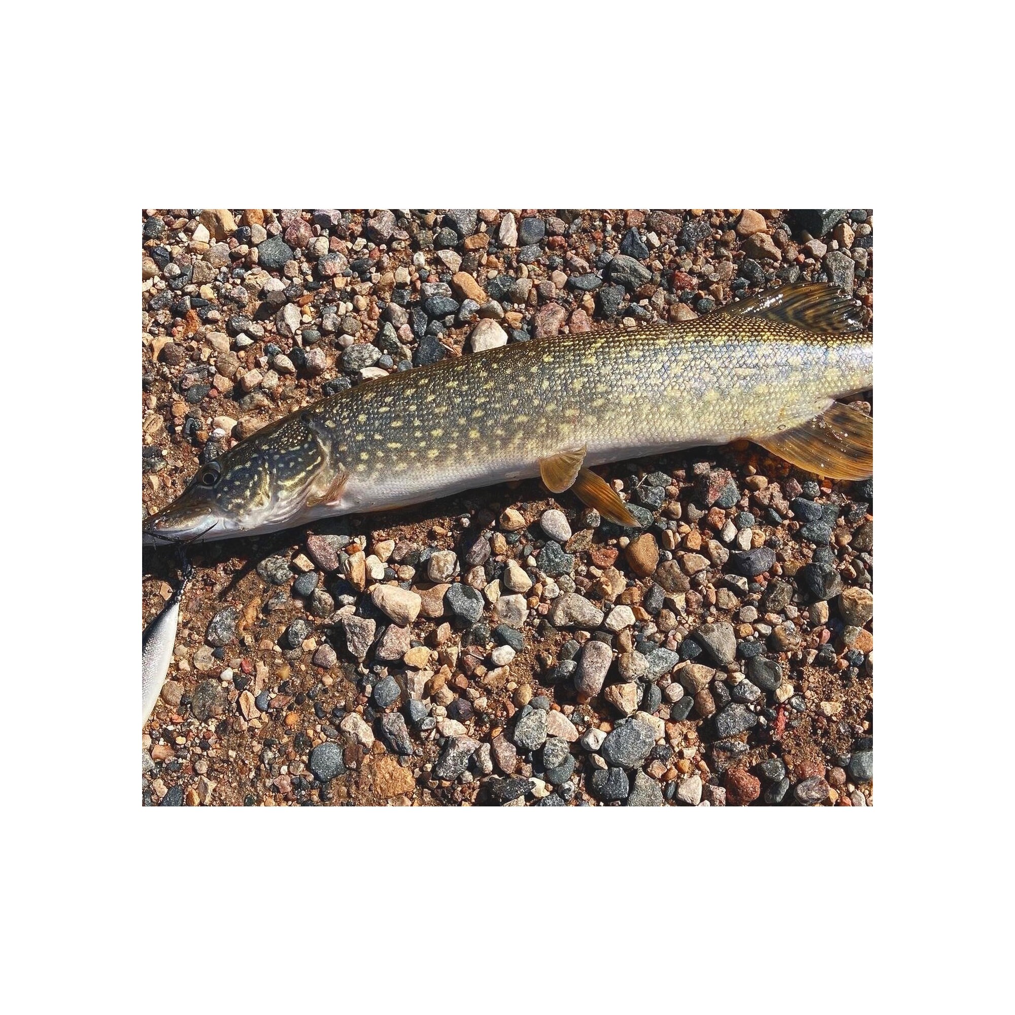 Handmade Wooden Minnow Spinner Fishing Lure Made in Canada for Bass ...