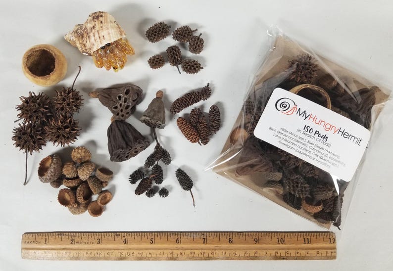 Isopods (in Search of Pods) Botanical Mix for Foraging, Blackwater ...