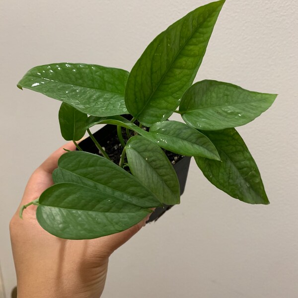 Cebu Blue Pothos - Etsy