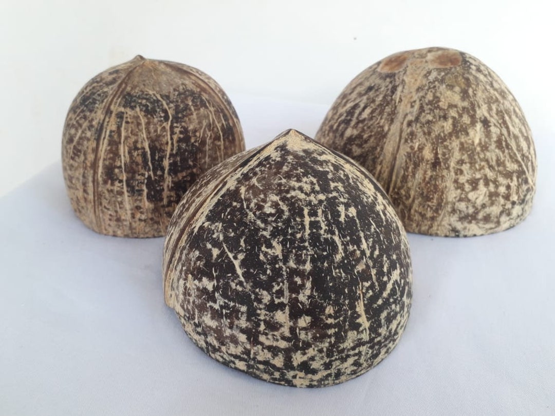 Coconut Shell Half - Etsy
