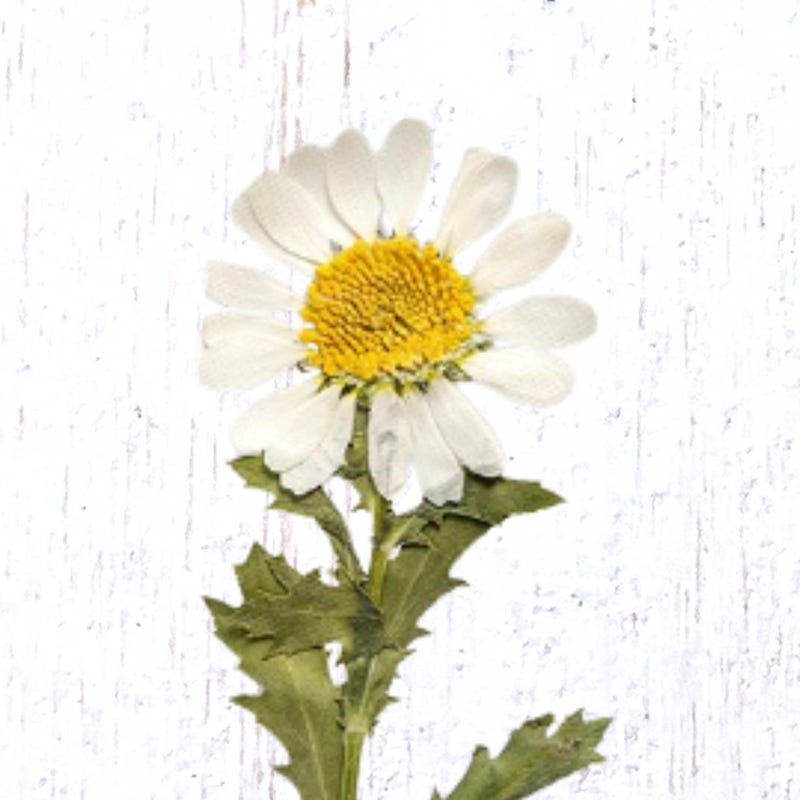 Dried Daisies With Stems - Etsy