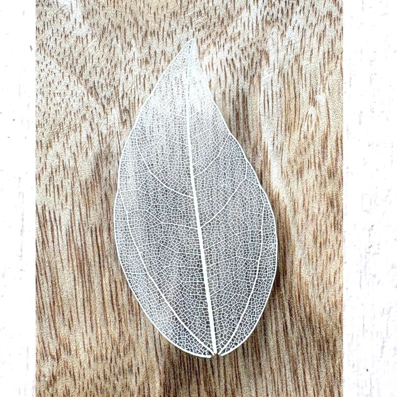 Skeletonized Leaves - Etsy