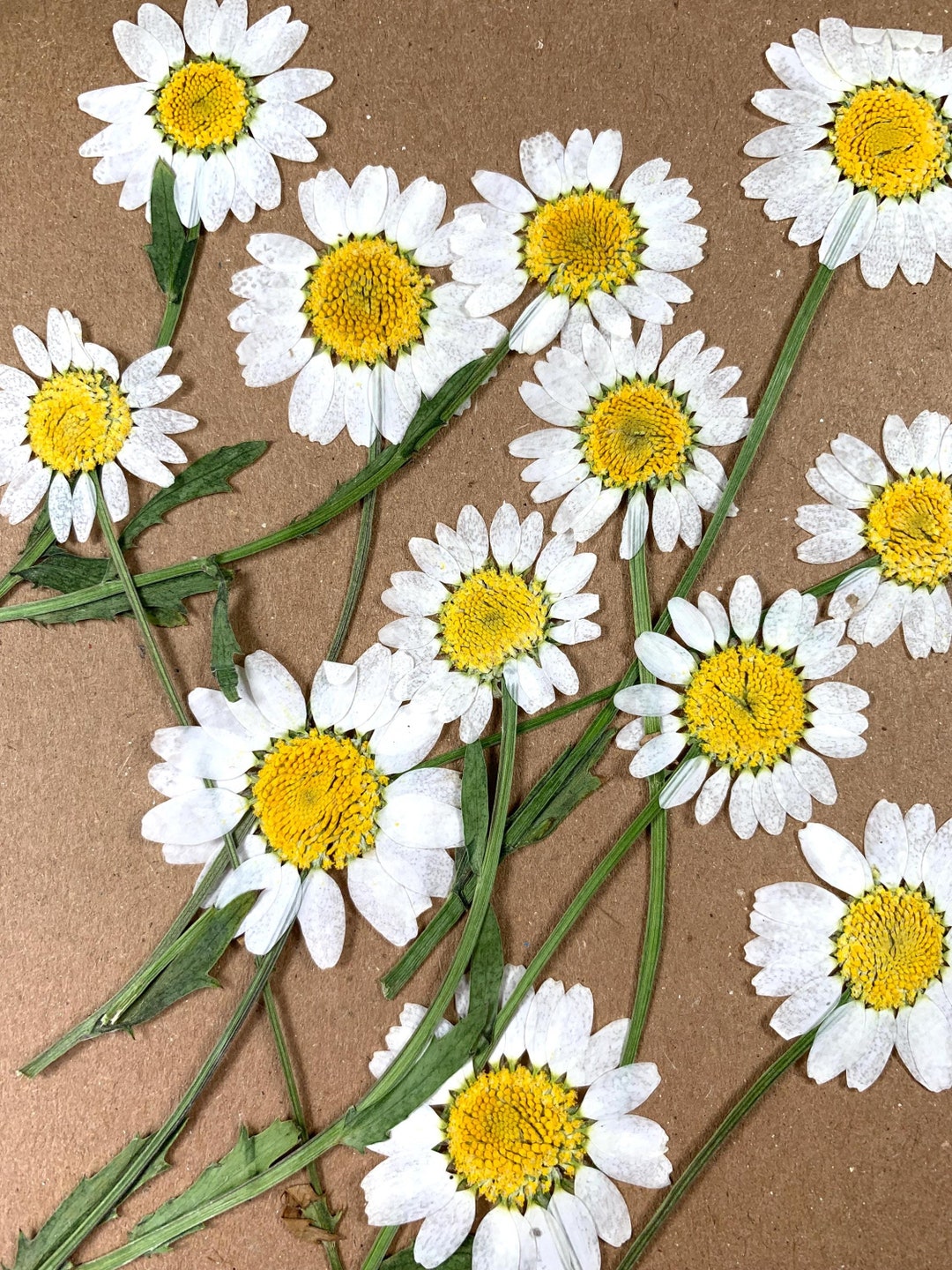 Dried Pressed Daisies With Stems and Leaves for Crafting, 9+ Daisies ...