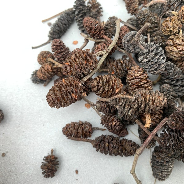 Alder Cone - Etsy