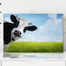 Peeking Round Corner Cow Canvas Wall Art Picture Print - Etsy UK
