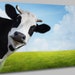 Peeking Round Corner Cow Canvas Wall Art Picture Print - Etsy UK