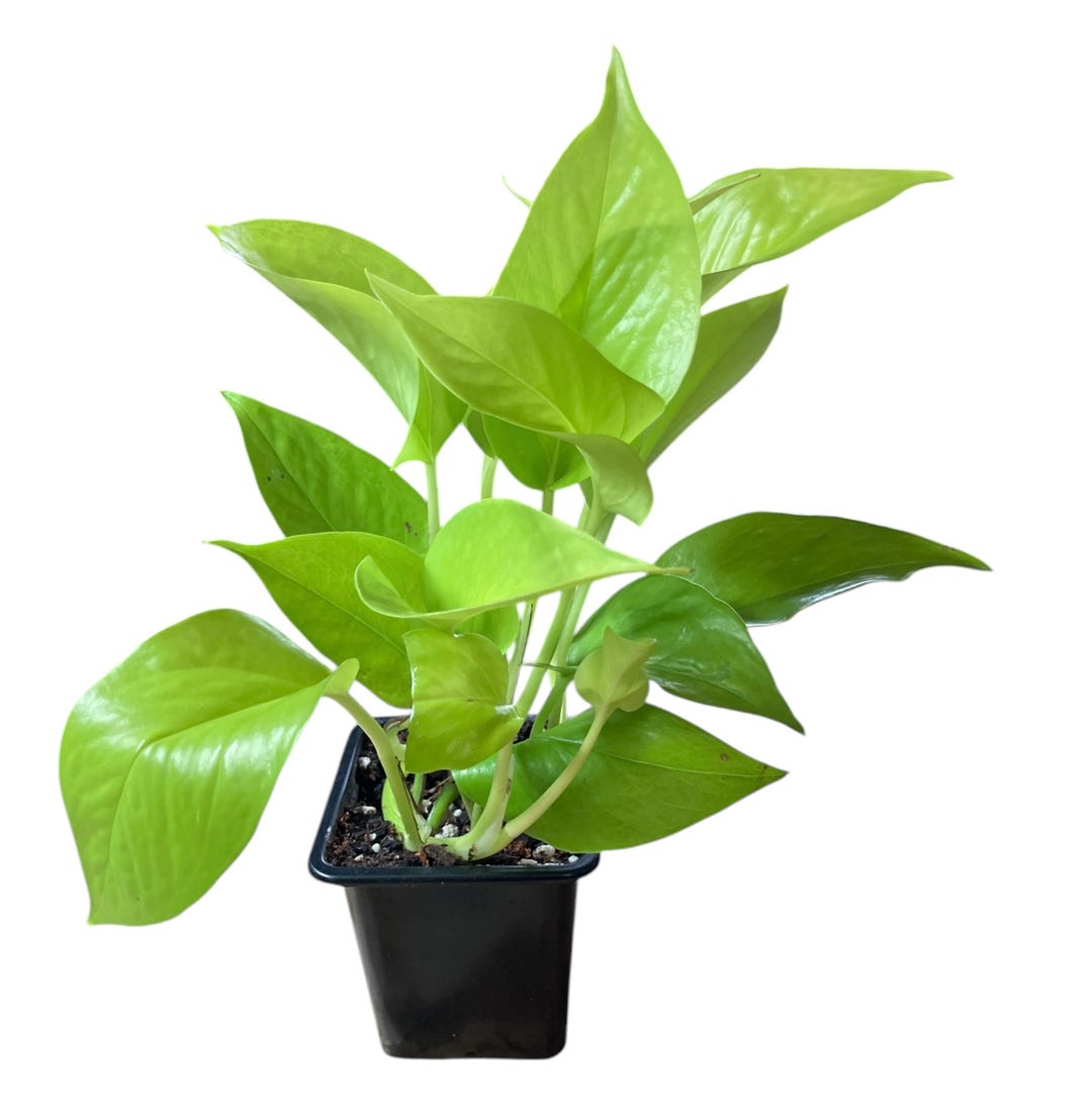 Neon Pothos Plant - Goldilocks Gold - Trailing Climbing Vine Houseplant ...