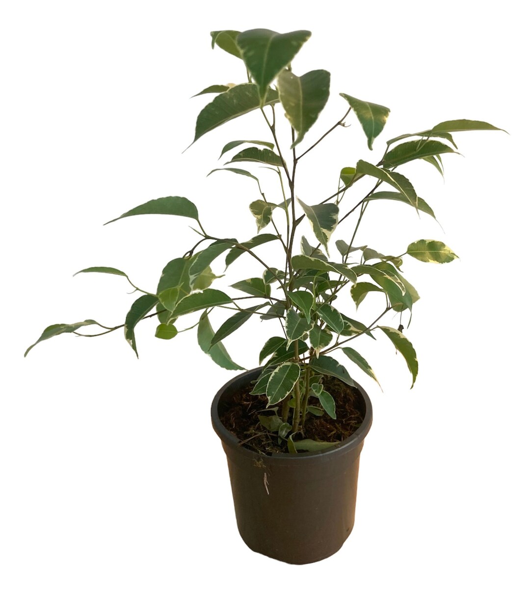 Ficus Benjamina Variegata Starlight - Weeping Fig - Houseplant - Indoor ...