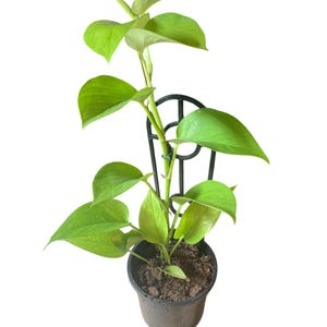 Goldilocks Neon Pothos Plant - Variegated Epipremnum Aureum - Trailing ...