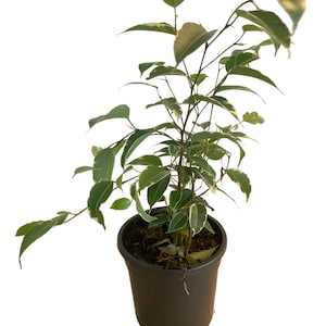 Ficus Benjamina Variegata Starlight - Weeping Fig - Houseplant - Indoor ...