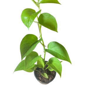 Goldilocks Neon Pothos Plant - Variegated Epipremnum Aureum - Trailing ...