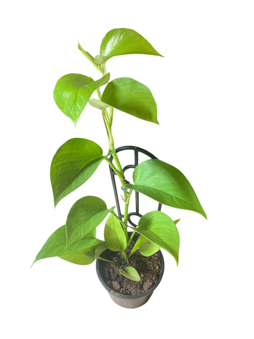 Goldilocks Neon Pothos Plant - Variegated Epipremnum Aureum - Trailing ...