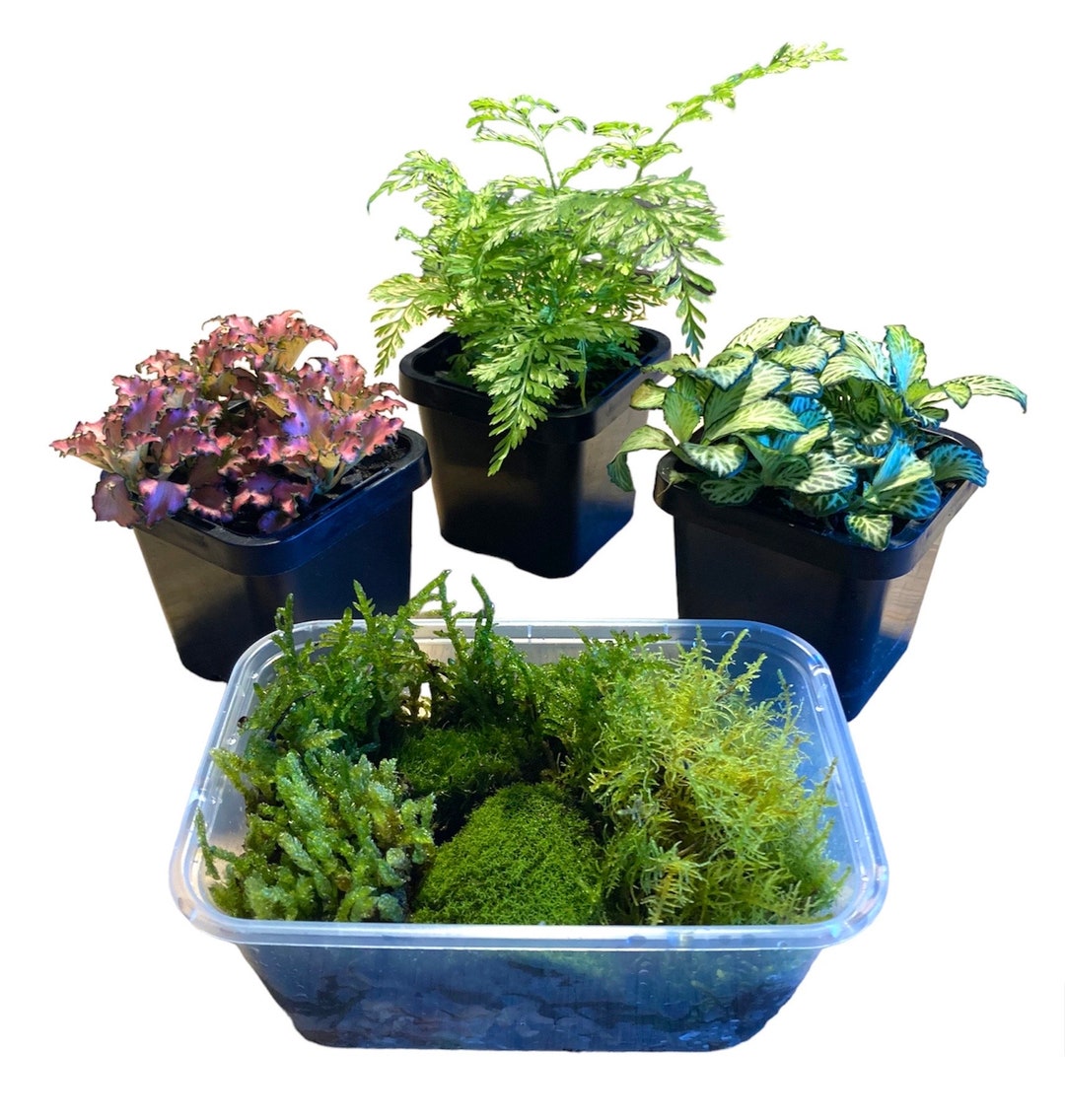 Terrarium Plants + Live Moss Bundle - Assorted Moss Species Packs ...