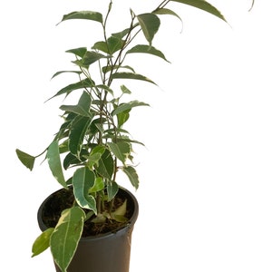 Ficus Benjamina Variegata Starlight - Weeping Fig - Houseplant - Indoor ...