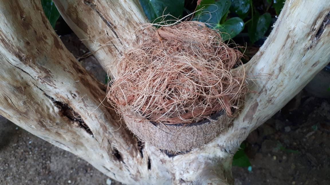 Coconut Husk Coir Fiber 100g - Etsy