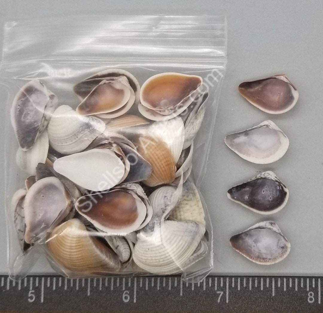 Large Pointed Venus Clams 14mm to 20mm 2.5 X - Etsy