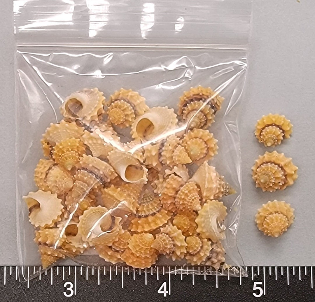 Prickly Tectarius Shells 9mm to 14mm 32 Pcs - Etsy