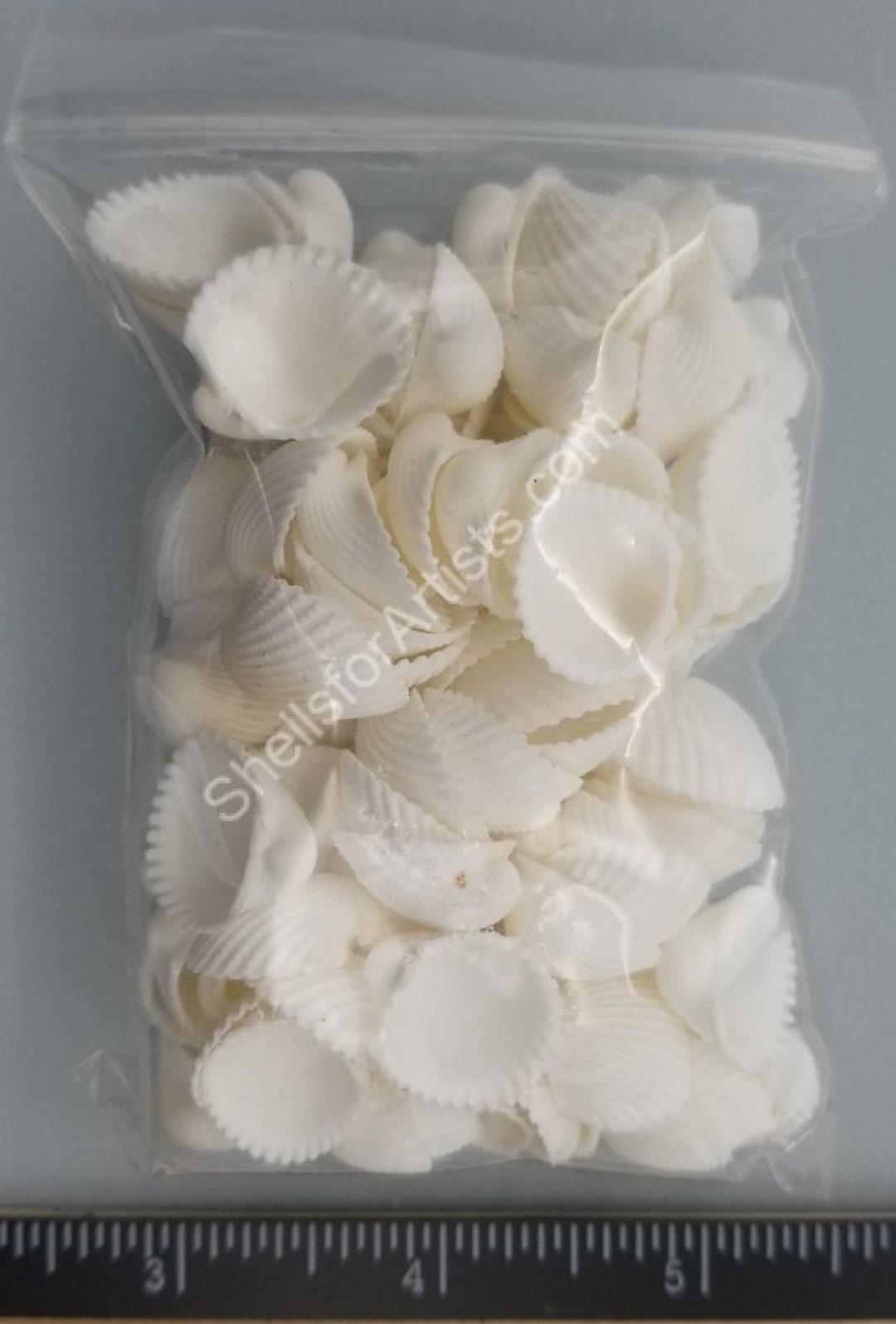 Medium White Round Ark Shells Singles 10mm to 15mm - Etsy
