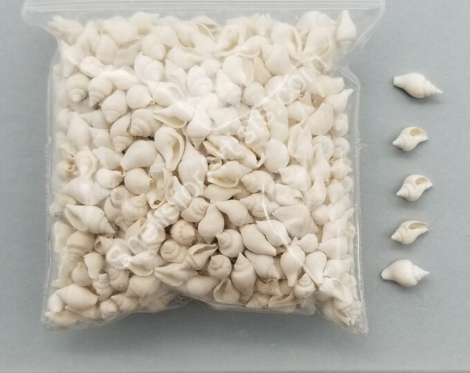 Tiny Pure White Dove Shells 6mm to 10mm 2.5 X 2.5 Bag - Etsy
