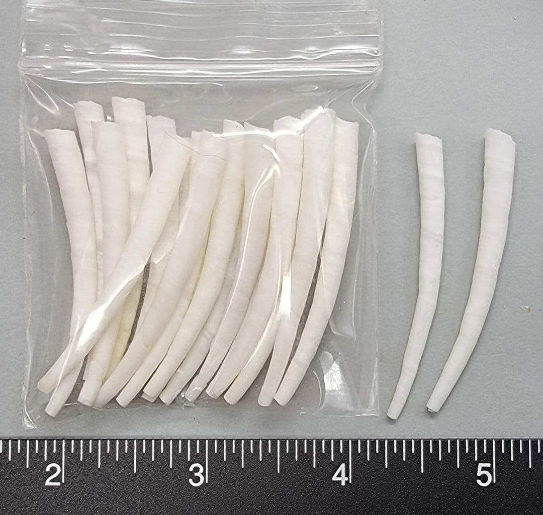 Tusk Shells - Long Smooth White - 45mm to 55mm - 20pcs - Etsy
