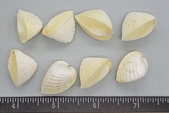 Yellow Half-Heart Cockle Pairs 18mm to 22mm 8pcs | Etsy