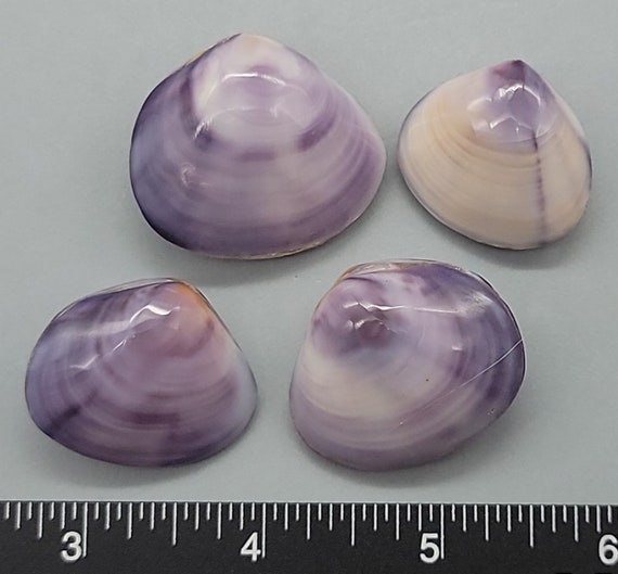 Natural Purple Color Polished Freshwater Clam Shell Pairs. - Etsy