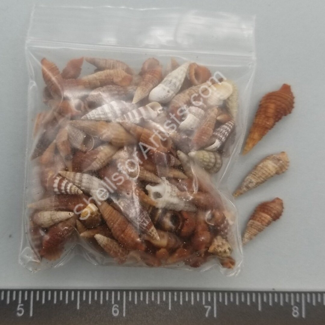 Mixed Horn Shells 14mm to 20mm 2x2 Bag - Etsy