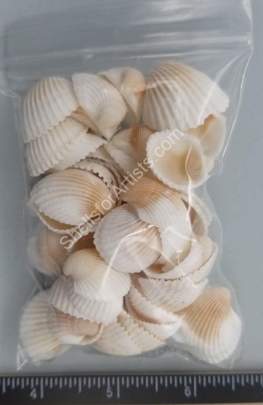 Large rose Ark Shell Singles 18mm to 25mm - Etsy