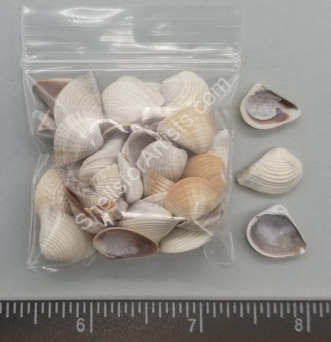 Purple Venus Clams - 13mm to 18mm Loop - 50pcs - Etsy