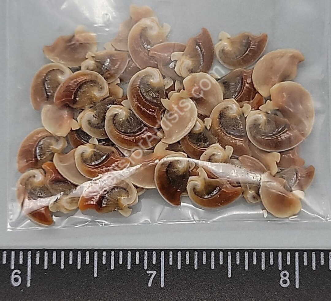 Golden Brown Operculums 7mm to 13mm 50pcs - Etsy UK